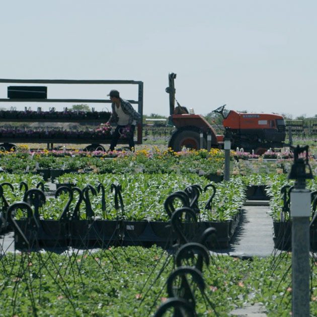 Florida | Pure Beauty Farms