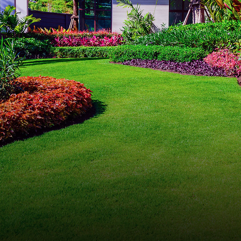 Texas | Pure Beauty Farms